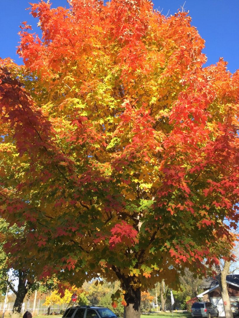 Fall colors soon? Time for the fall clean up too? And its time to get ...