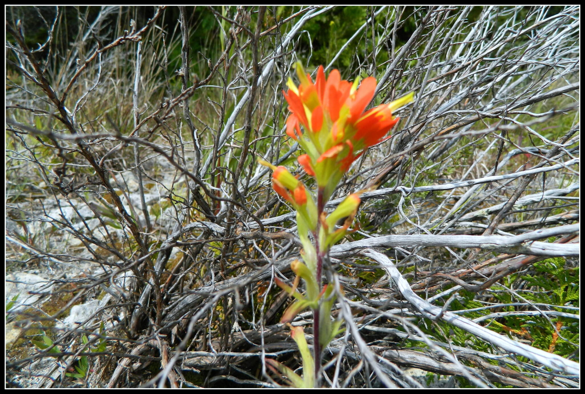 Scarlet Indian Paintbrush (Castilleja coc.) - Max's Greener Place