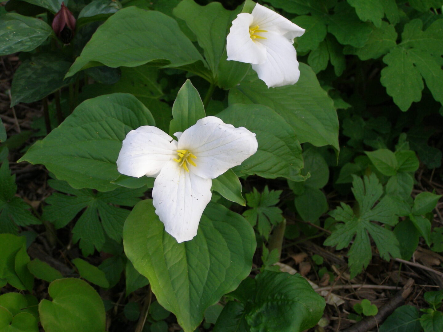 Whats in Bloom (what an early appearance!) Native Trillium - Max's ...
